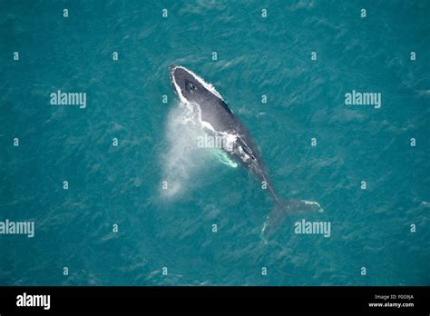 Aerial view of Humpback whale (Megaptera novaeangliae) blowing, Skjalfandi Bay, Northern Iceland ...