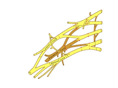 Brachial Plexus Diagram Quizlet Brachial Plexus Diagram Quizlet