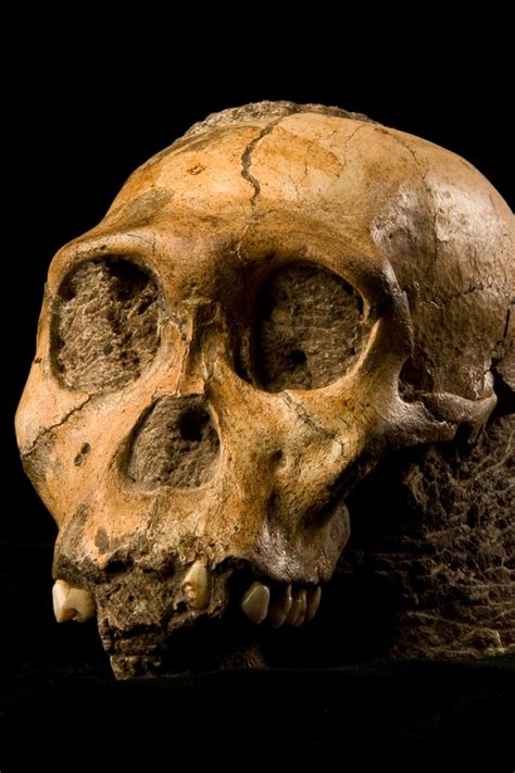 Australopithecus Ramidus Skull