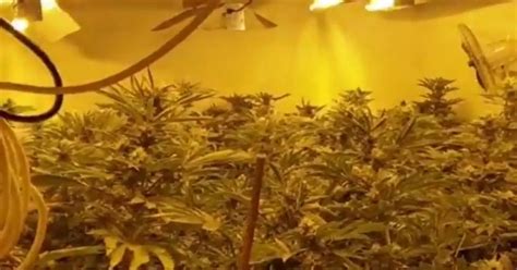 Inside The Cannabis Farm Found In A House In Oldham As Police Make