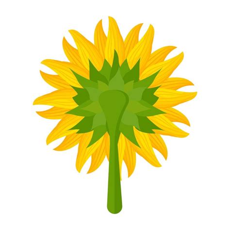 Page 3 Sunflower Stem Vector Art Icons And Graphics For Free Download