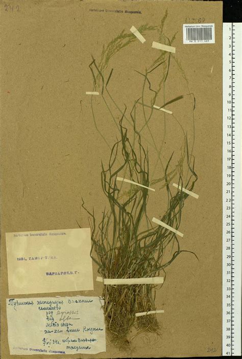 MW0011465, Agrostis alba (Полевица белая), specimen