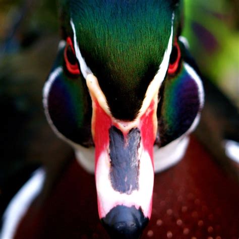 Premium Photo Extreme Close Up Portrait Of A Bird