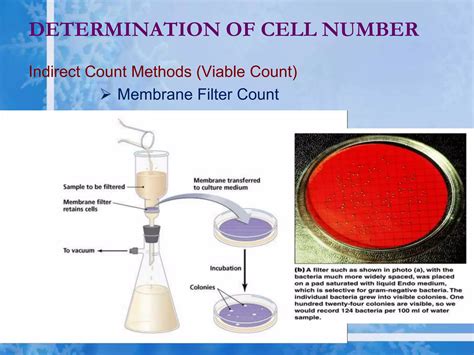 Bacterial Cells Enumeration PPTX