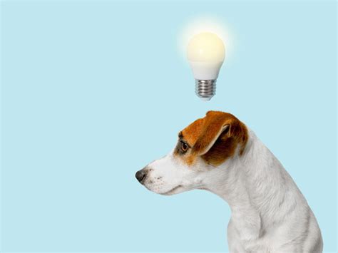 How To Mentally Stimulate Your Dog 11 Effective Exercises