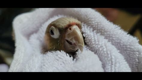 Snuggly Wuggly Youtube