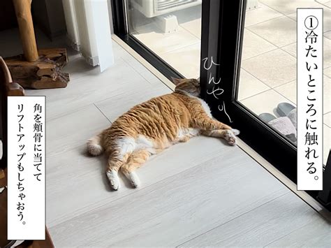 お太りさま猫ぐっぴーの夏を乗り切るライフハック講座 体重計に乗ってヒヤリ？ 「犬や猫ともっと幸せに」をコンセプトにしたwebメディア「sippo」