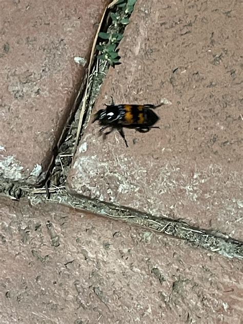 Bug In Oklahoma Rwhatisthisbug