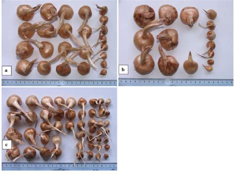 Corm Sets From One Pit At The End Of The Fourth Generation In The Corm Download Scientific