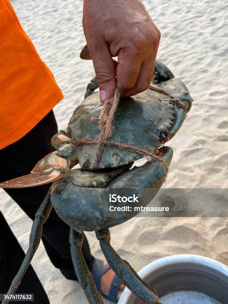 큰 트러스 업 머드 크랩 안전을 위해 꼬기로 묶인 갑각류 발톱 모래 해변 장면 전경에 초점을 맞춘 알아볼 수 없는 사람의 클로즈업 이미지 T 셔츠에 대한 스톡 사진 및 기타