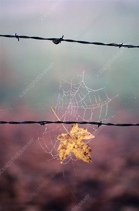 Leaf And Web Stock Image C0065164 Science Photo Library