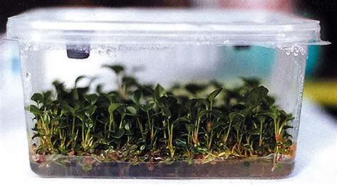 Round Microbox And Filter Lid Xxl Green