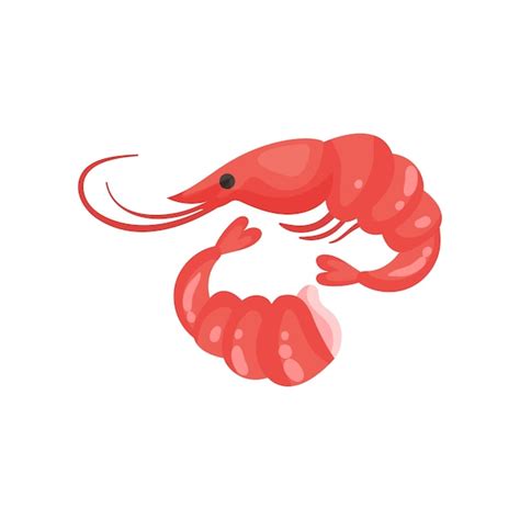 Premium Vector Shrimp Fresh Seafood Vector Illustration Isolated On A