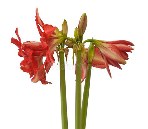 Semi Double Hippeastrum Amaryllis Ballerina On A White Background Stock