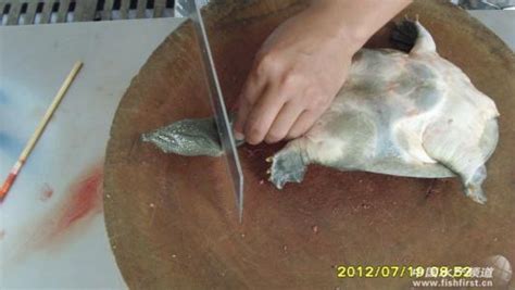教你如何殺甲魚，看後一學就會 每日頭條