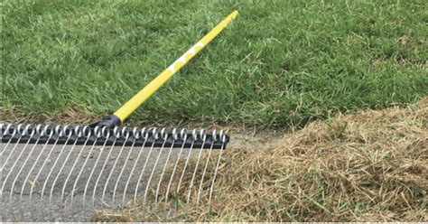 How To Dethatch A Lawn In 3 Easy Ways Coolabah Turf