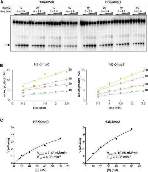 Disruption Of The Rag 2 Autoinhibitory Domain Mimics The Stimulatory