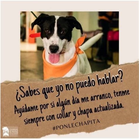 Adopción de mascotas una gran responsabilidad Facultad de Ciencias