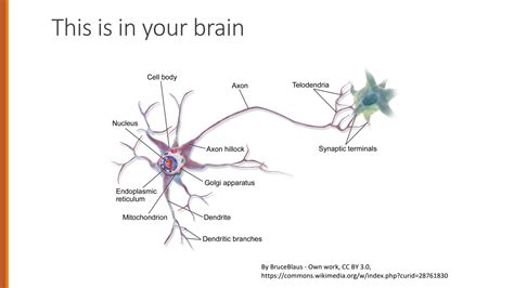 SOLUTION Simple Neural Networks And Neural Language Models Studypool