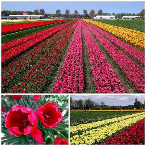 Tulip Fields In Hillegom Tulip Fields Fields Tulips