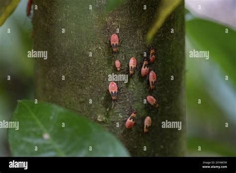 Nymphs Of A Common Fire Bug Pyrrhocoris Apterus On A Tree Trunk Carara National Park