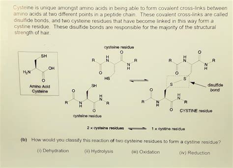 Solved Cysteine Is Unique Amongst Amino Acids In Being Able Chegg