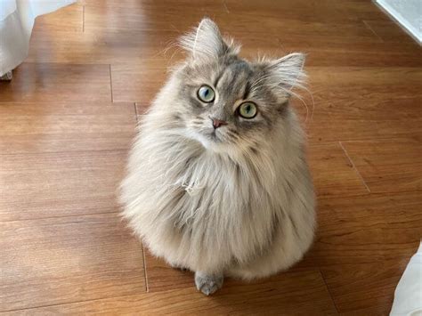 飼い主のお風呂を健気に待つモフモフ美少女ねこに胸キュン必至！ 自分の入浴後は驚きの変身も？ Hint Pot 3