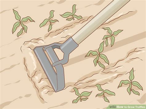 How To Grow Truffles Steps With Pictures WikiHow