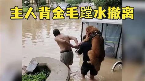 河南暴雨主人背金毛蹚水撤离，狗子乖乖配合一动不动搞笑萌宠好看视频