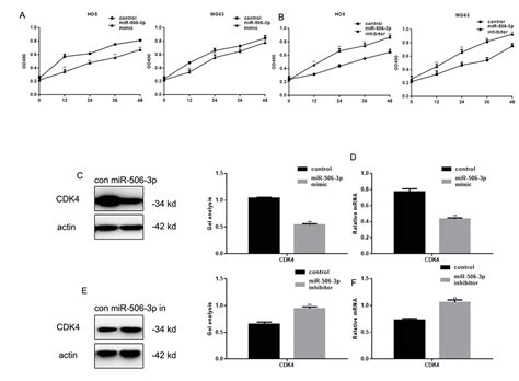Microrna 506 3p Inhibits Osteosarcoma Cell Proliferation And Metastasis