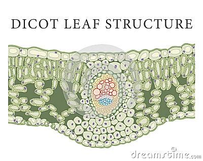 Internal Structure Of Dicot Leaf Stock Photo CartoonDealer Com 285781633