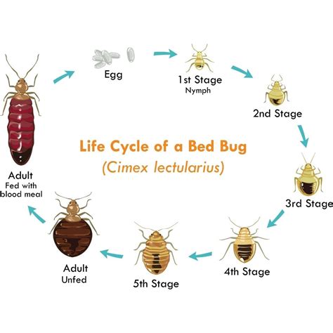 An Introduction To Bed Bugs Lodi Uk
