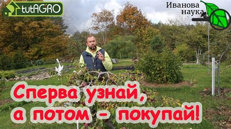 ЯБЛОНИ НА КАРЛИКОВОМ ПОДВОЕ. Плюсы и минусы карликовых скороплодных ...