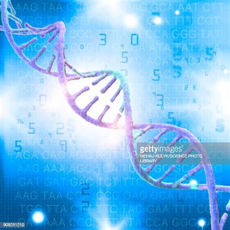 nucleic acid sequence photos and premium high res pictures getty images