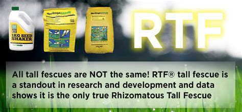 Rtf Tall Fescue