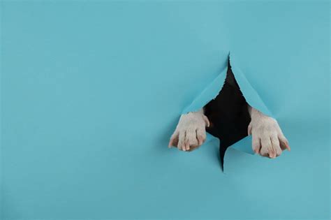 개 발은 종이 파란색 배경의 구멍에서 튀어 나와 있습니다 공간을 복사합니다 0명에 대한 스톡 사진 및 기타 이미지 0명