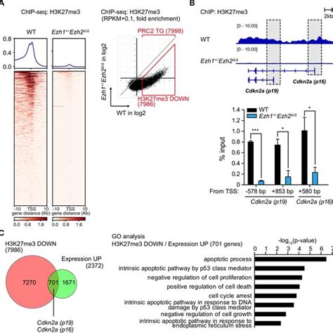 Reductions in H K me levels in Ezh Ezh Δ Δ erythroblasts a Heat Download Scientific
