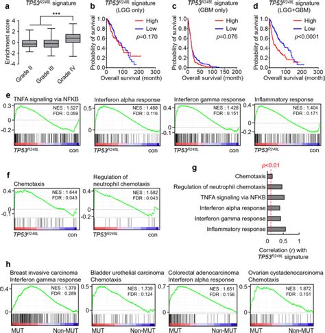 Tp53 Gain Of Function Mutation Promotes Inflammation In Glioblastoma Pmc