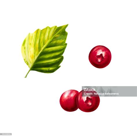 수채화 숲 베리 Lingonberry 크랜베리와 카우베리 삽화 육즙이 많은 빨간 열매와 녹색 잎이 흰색 배경에 고립되어 있습니다