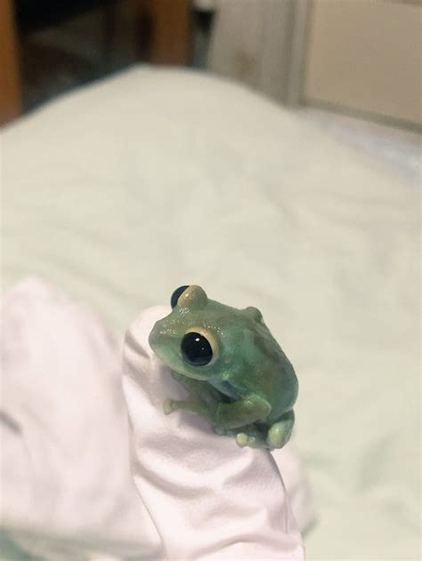 Tiny Frog Pet Frogs Cute Frogs Cute Reptiles