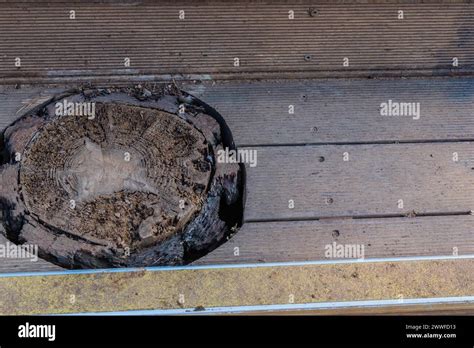 A Cut Tree Stump On A Wooden Deck With Visible Section Numbers In