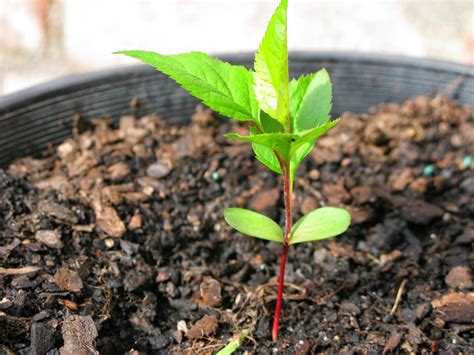 Apple Tree Care 101 How To Plant And Maintain Apple Trees