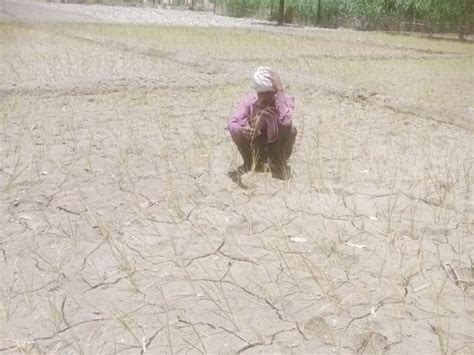 Farmers Disappointed To See Drying Crops Cracks Fell In The Fields