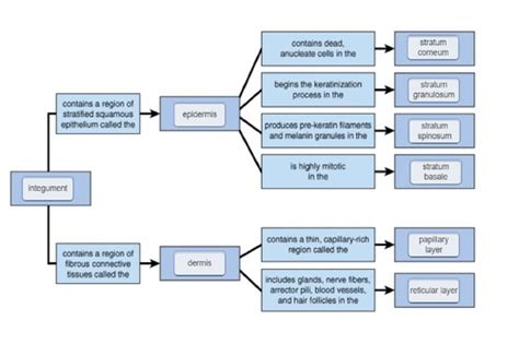 Mastering Aandp Ch 5 Integumentary System Flashcards Quizlet