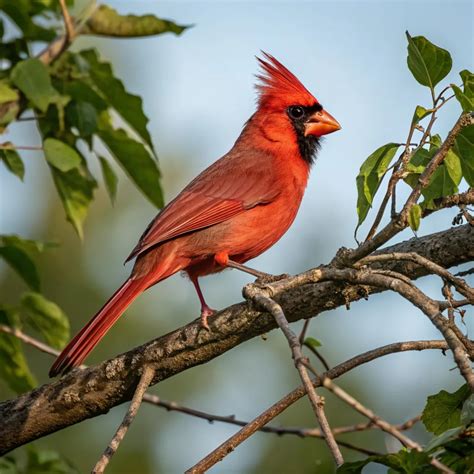 Northern Cardinal Nesting Behaviors Their Breeding Habits