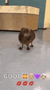 Doggy Style Meme Doggy Style Discover And Share S