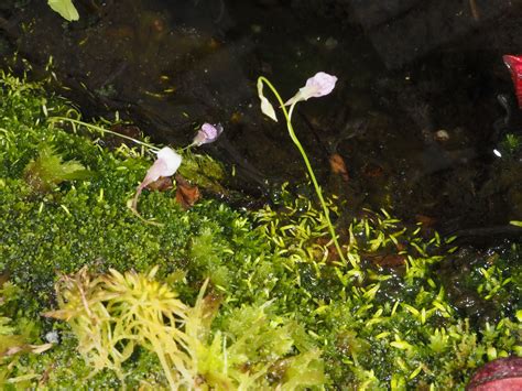 Utricularia Graminifolia Vahl Plants Of The World Online Kew Science
