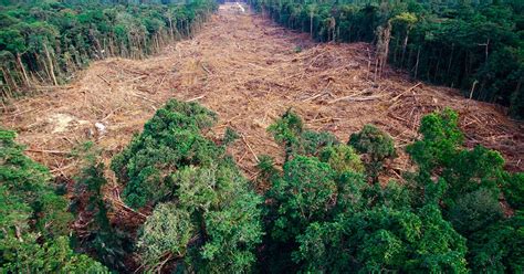 La Onu Sobre La Crisis Ambiental “una De Cada Ocho Especies De