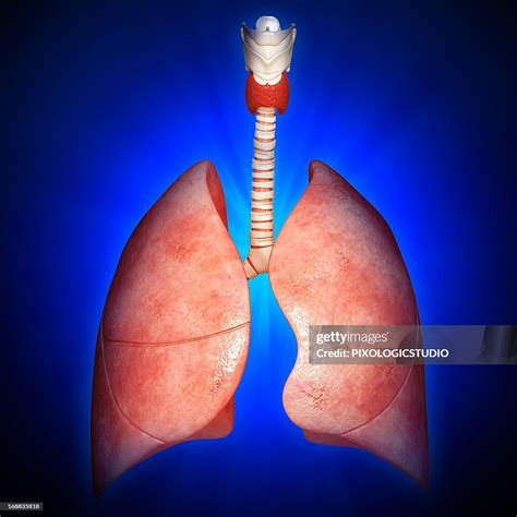 Healthy Lungs Artwork High Res Vector Graphic Getty Images