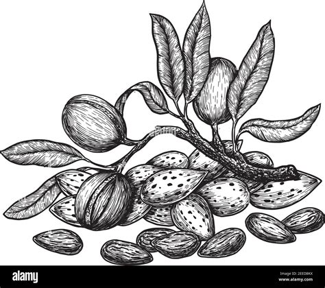 Almond Hand Drawing Vintage Style Engraving Drawing Style Vector
